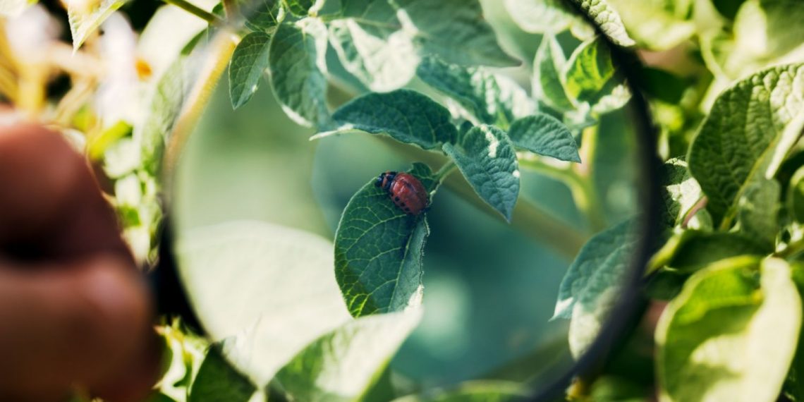 The Plight of Pollinators: How Biodiversity Loss Affects Agriculture ...